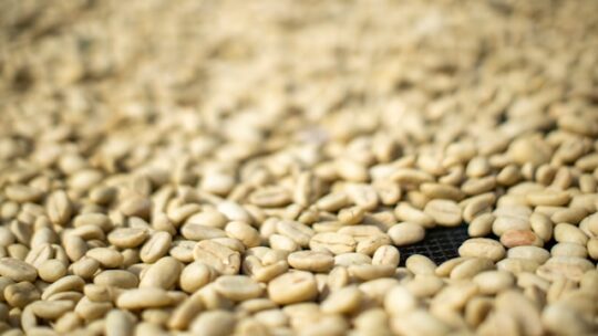 7 Perbedaan Arabika dan Robusta yang Perlu Diketahui - Delta Coffee Roaster